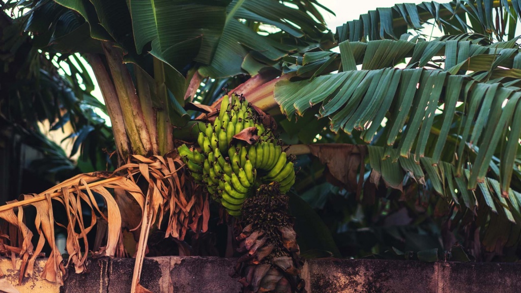 L'efficacité du bio actif de banane antillaise en cosmétique